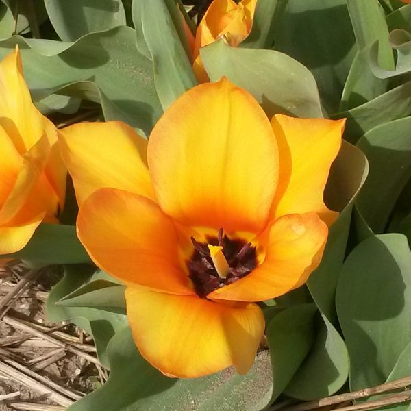 Tulip 'Princeps Orange' | White Flower Farm