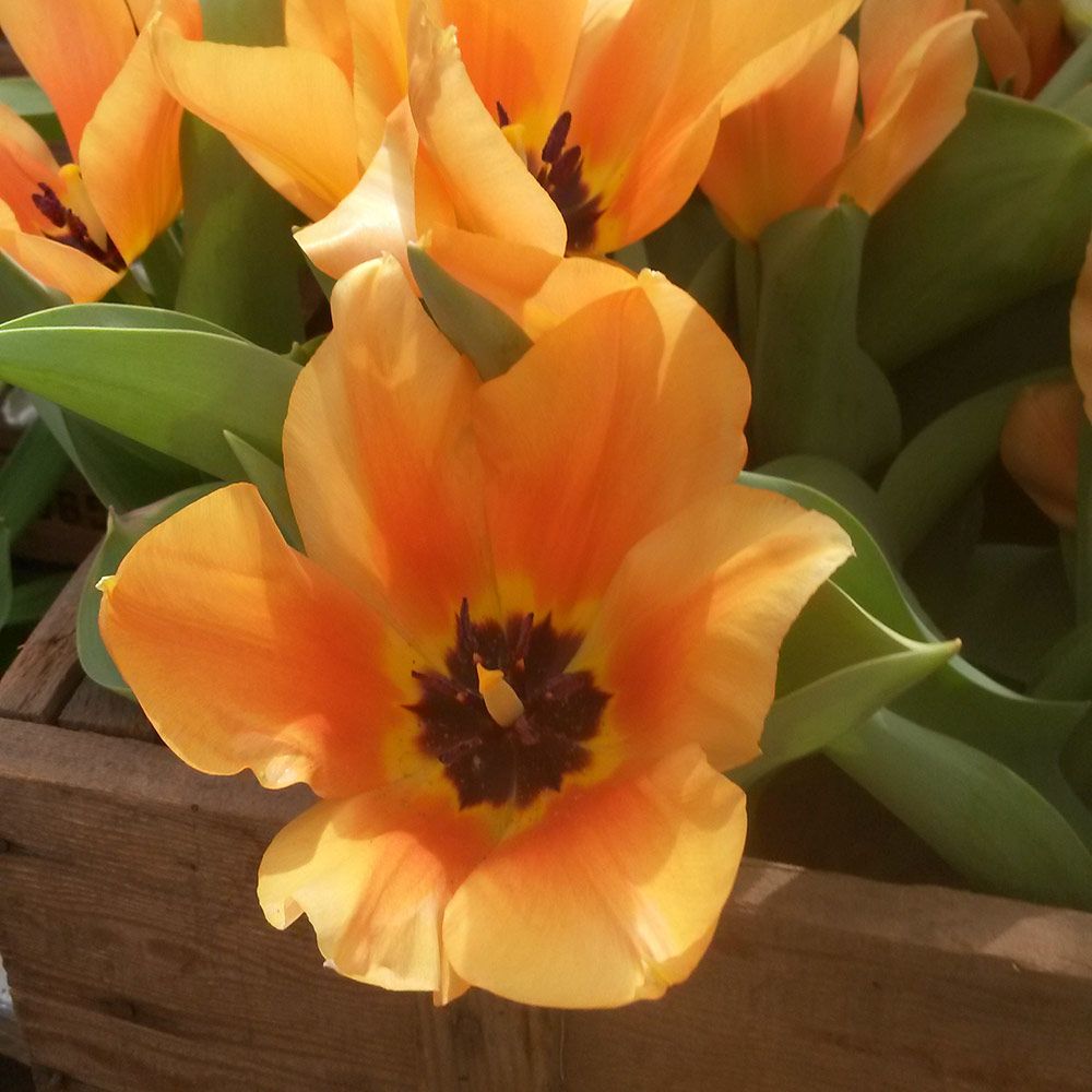 Tulip 'Princeps Orange' | White Flower Farm
