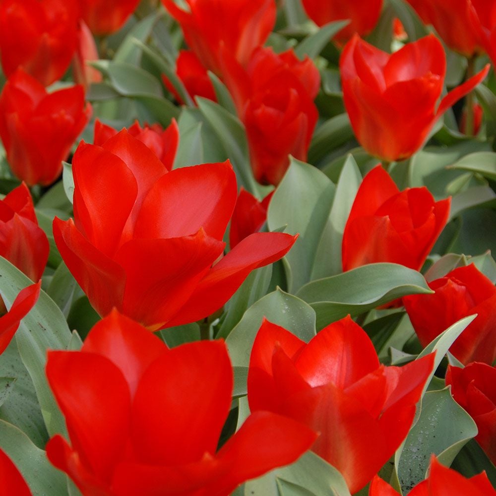Tulip 'Princeps Red' | White Flower Farm