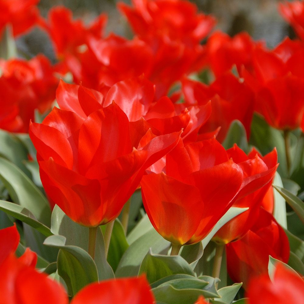 Tulip 'Princeps Red' | White Flower Farm