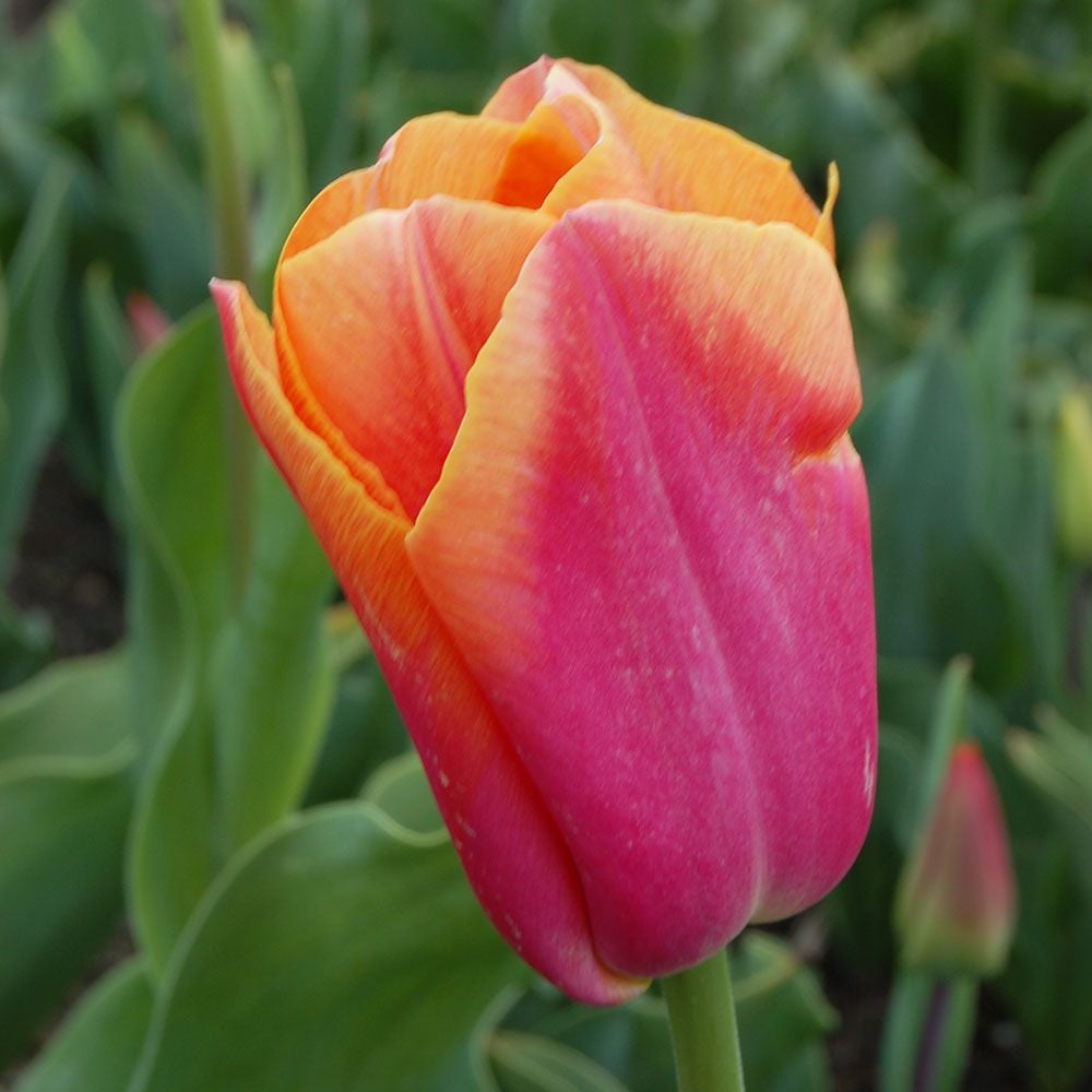 Tulip 'Sweet Dynasty' | White Flower Farm