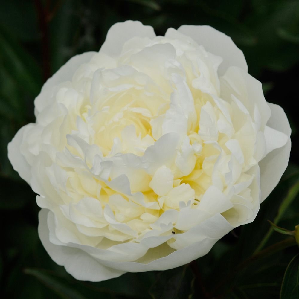 Peony Baroness Schroeder | White Flower Farm