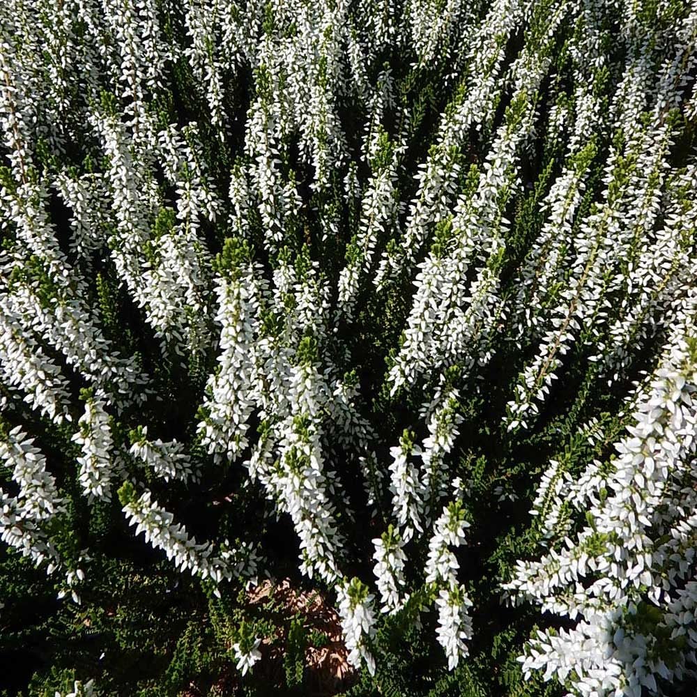 Calluna vulgaris 'Veluwe' | White Flower Farm