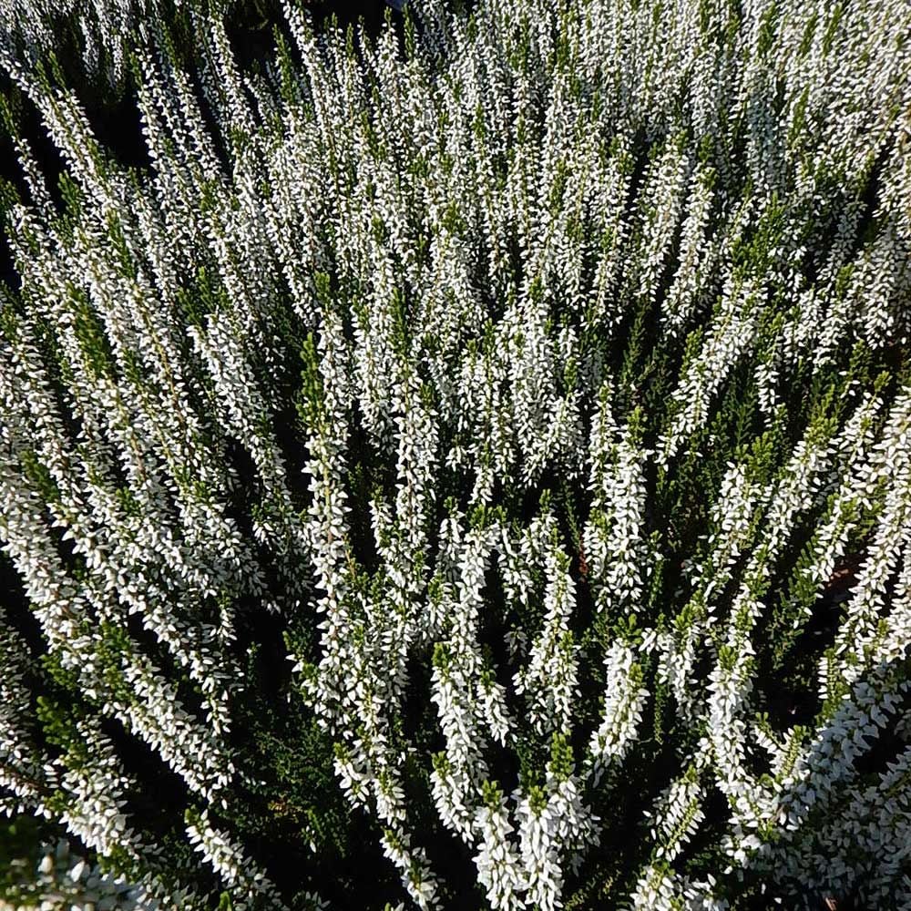 Calluna vulgaris 'Veluwe' | White Flower Farm