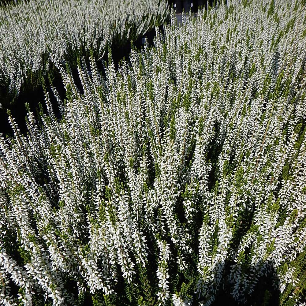 Calluna Vulgaris White