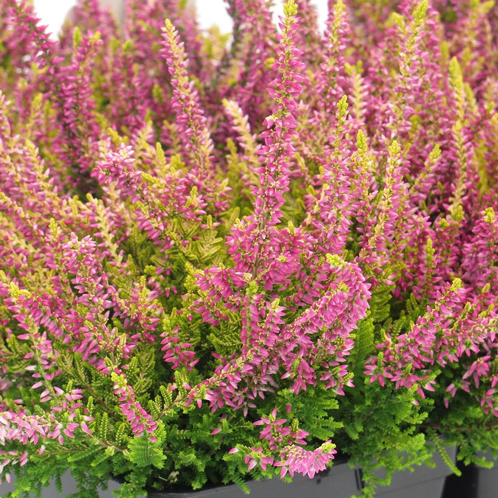 Calluna vulgaris 'Anna-Sofie' | White Flower Farm