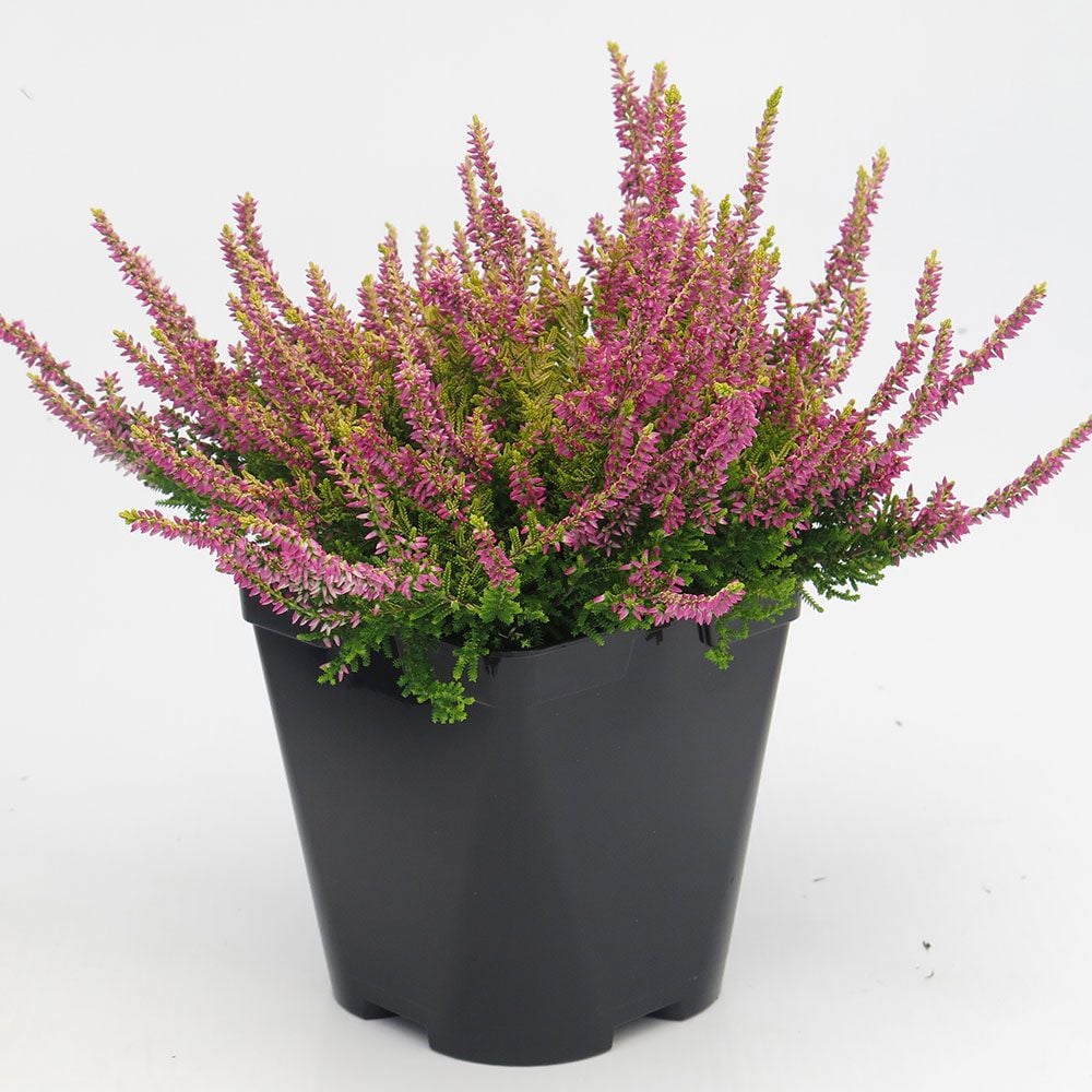 Calluna vulgaris 'Anna-Sofie' | White Flower Farm