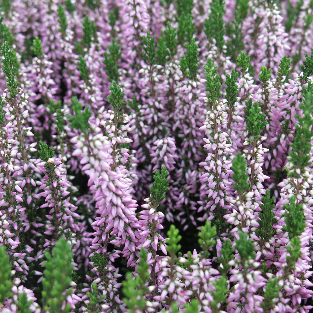 Calluna vulgaris Michelle | White Flower Farm