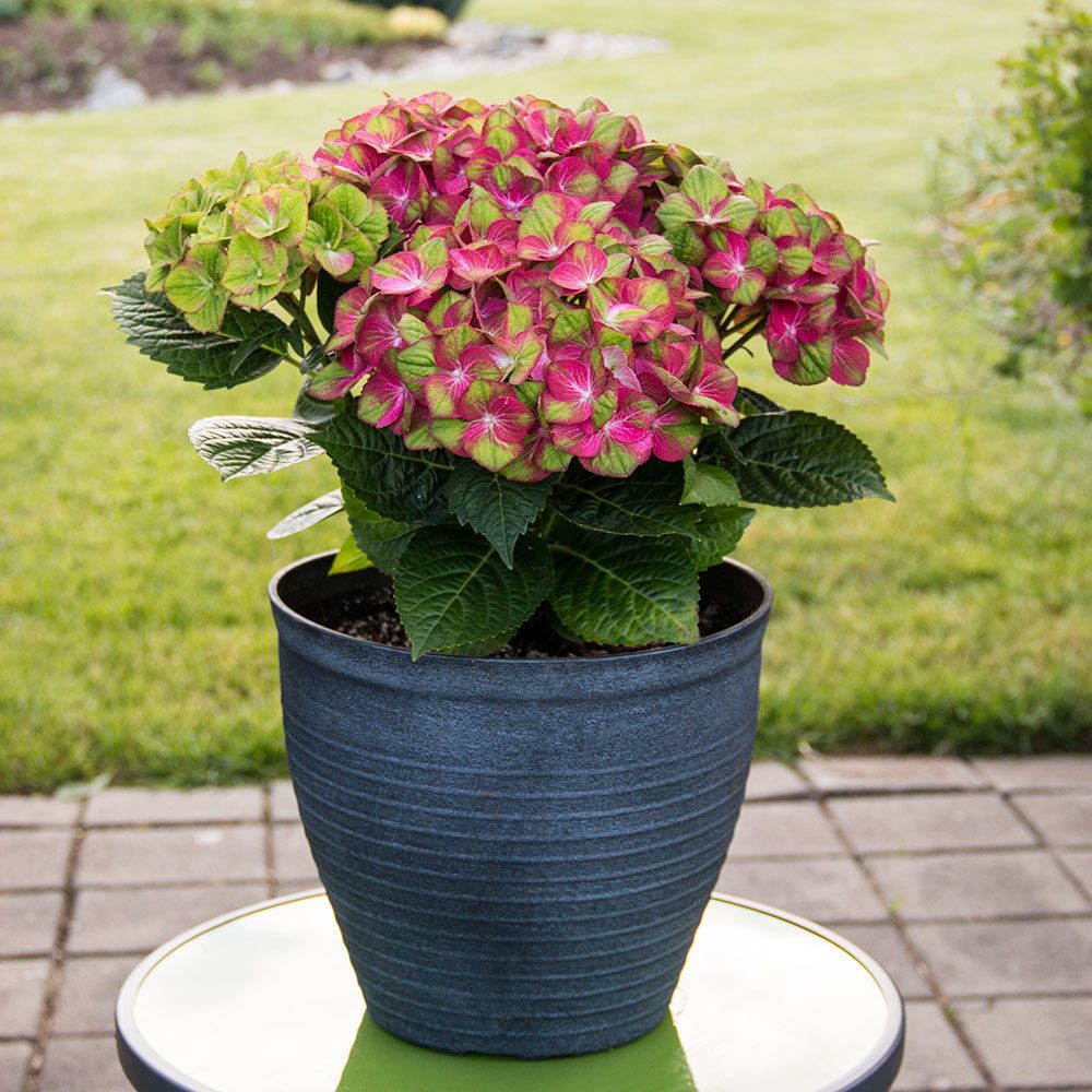Hydrangea Tilt A Swirl: The Ultimate Guide To Growing And Caring For ...