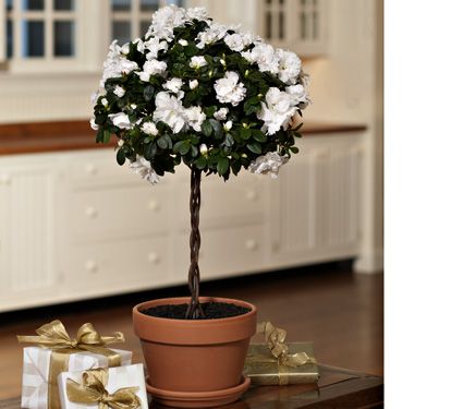 White Topiary Azalea | White Flower Farm