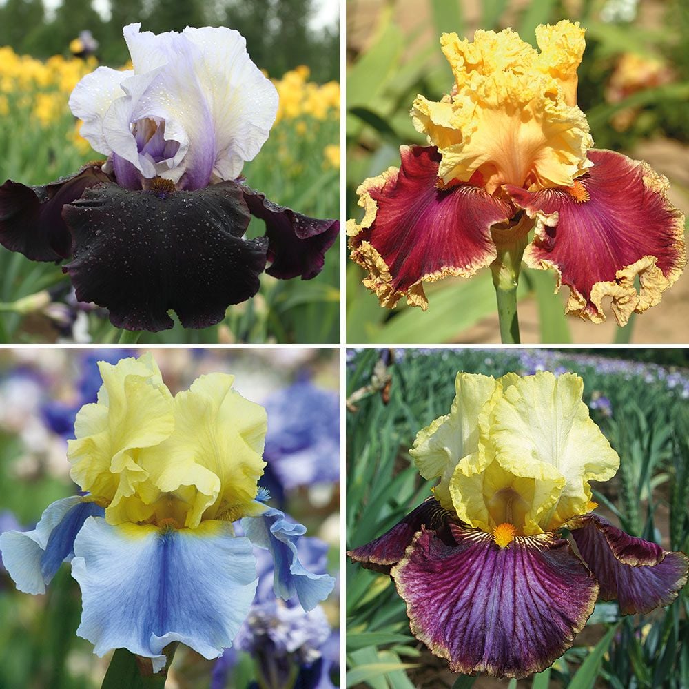 Pride of the Border Bicolor Iris Collection - 4 plants | White Flower Farm