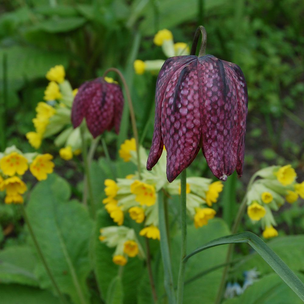 Fritillaria meleagris | White Flower Farm