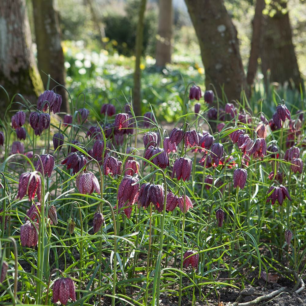 Fritillaria meleagris | White Flower Farm