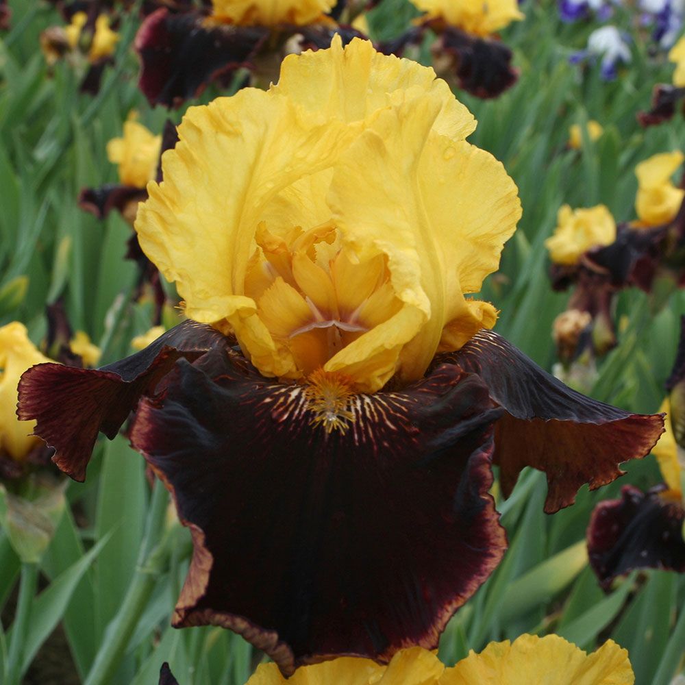 Bold Colors Bearded Iris Collection | White Flower Farm