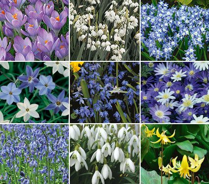 Woodland Naturalizing Collection of Bulbs | White Flower Farm