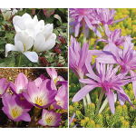Colchicum Sampler | White Flower Farm