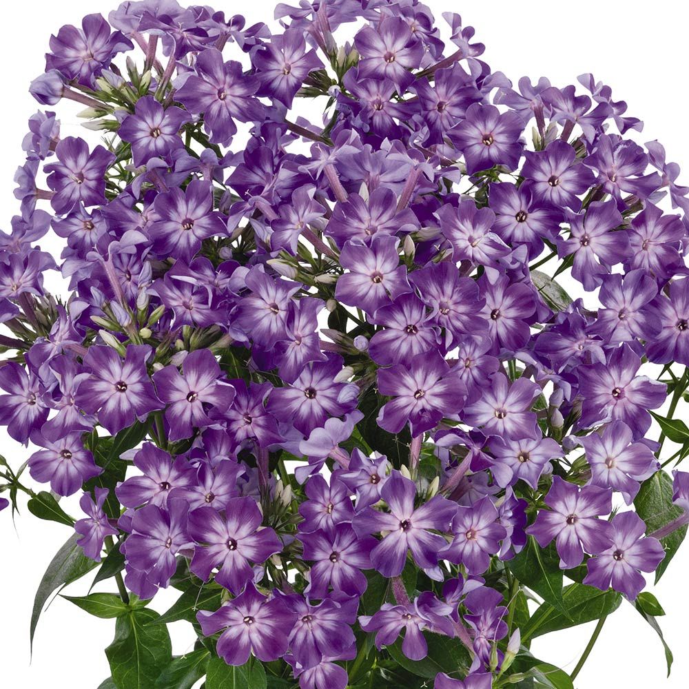 Phlox Early® Purple Eye | White Flower Farm