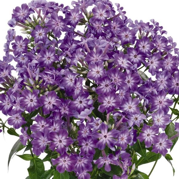 Phlox Early® Purple Eye | White Flower Farm