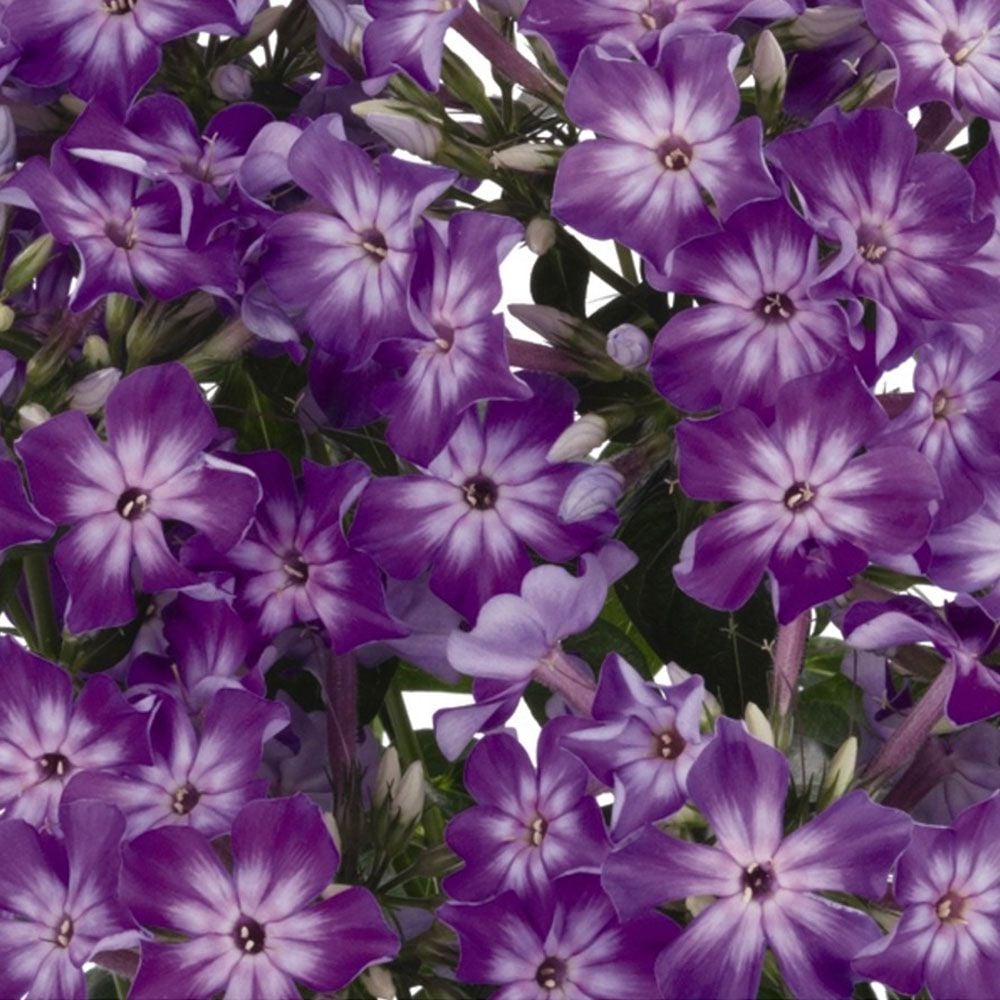 Phlox Early® Purple Eye | White Flower Farm