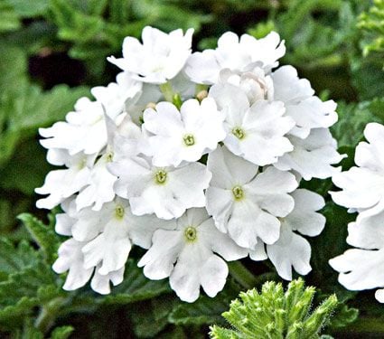 Verbena Lanai® Blush White | White Flower Farm