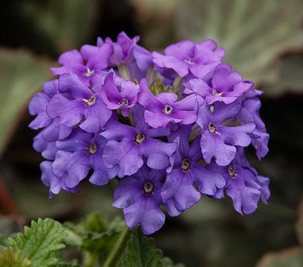 Endura Blue Verbena Clearance | varsana.com