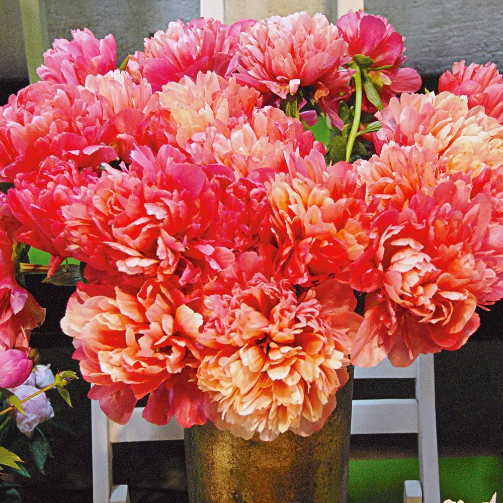 Paeonia Lorelei | White Flower Farm