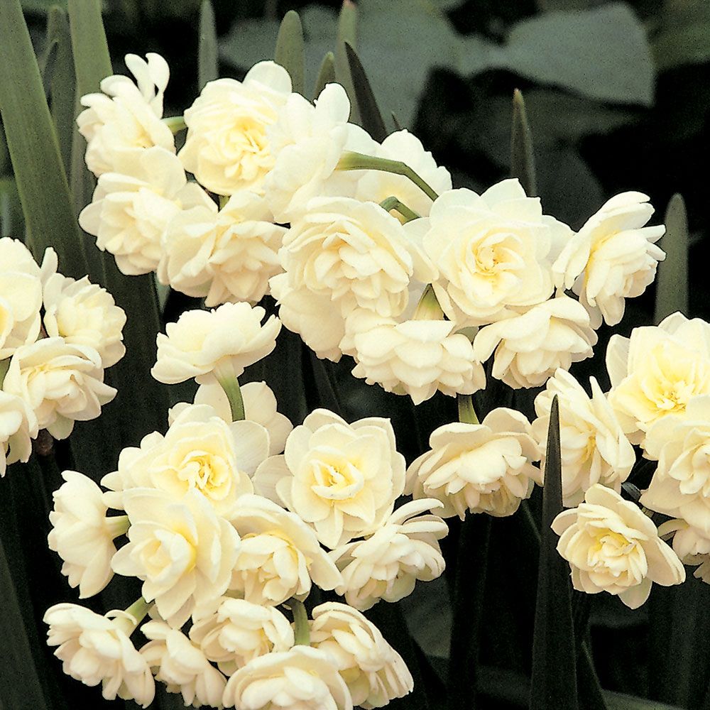 Narcissus 'Erlicheer' | White Flower Farm