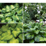 Hosta Royal Standard | White Flower Farm