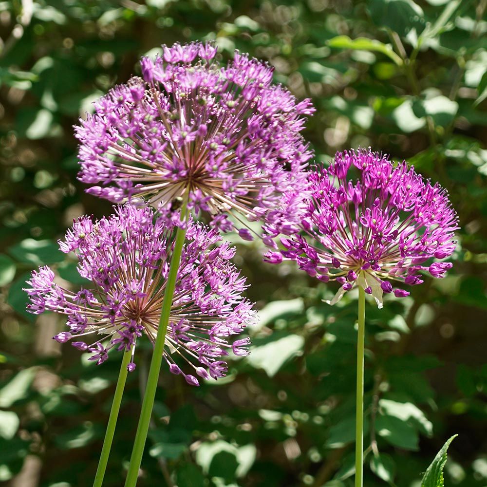 Long Season of Bloom Allium Garden | White Flower Farm