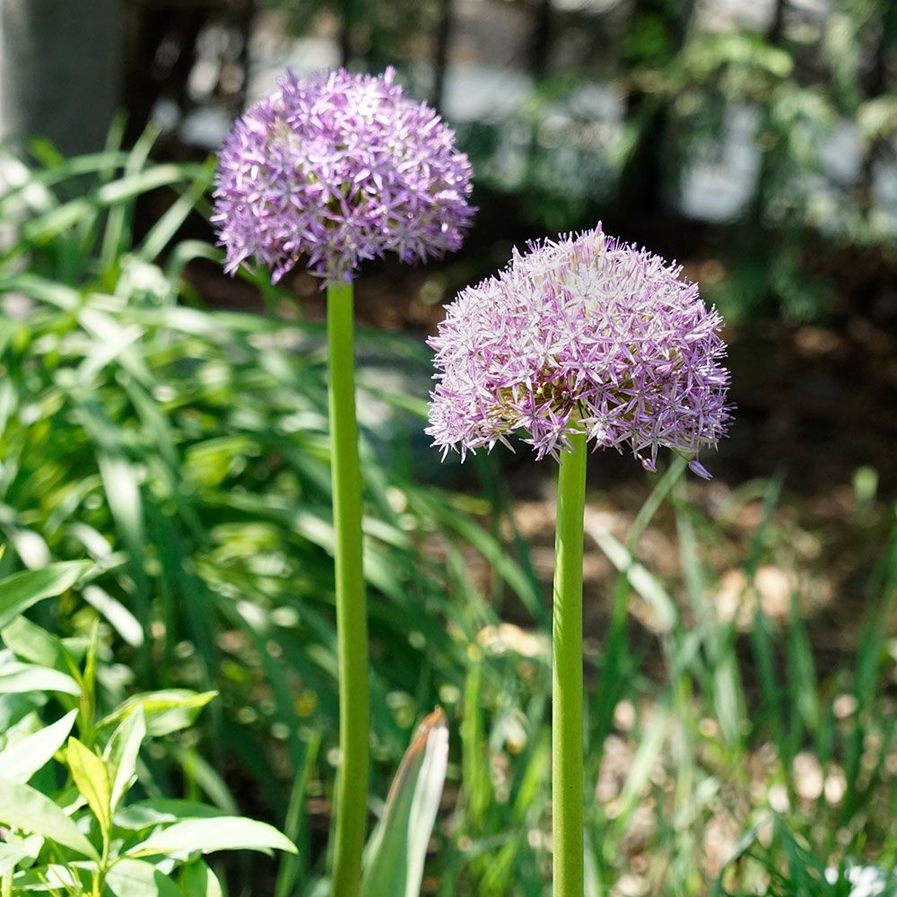 Long Season of Bloom Allium Garden | White Flower Farm