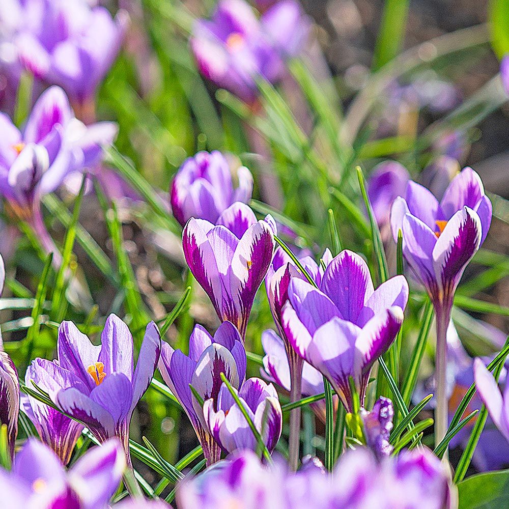 Crocus minimus 'Spring Beauty' | White Flower Farm