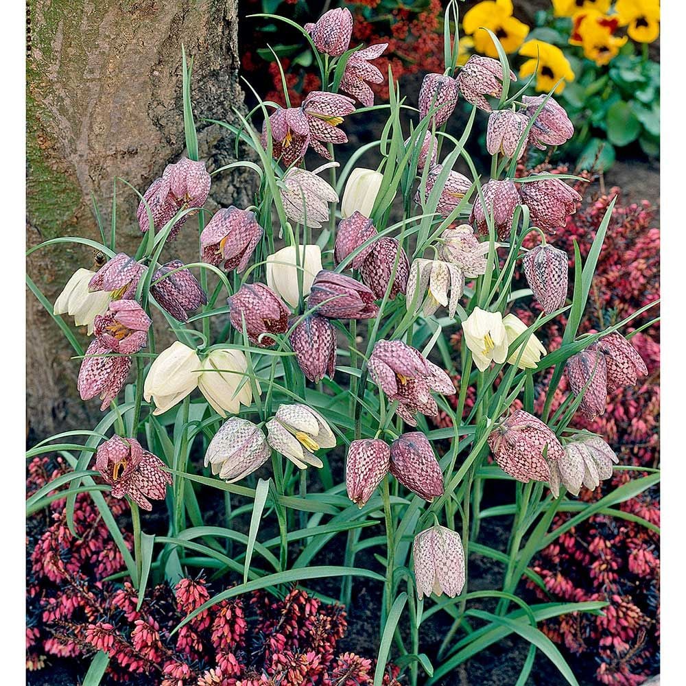 Fritillaria meleagris Mixture | White Flower Farm