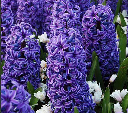 Hyacinthus Flowers, Hyacinthus Bulbs & More | White Flower Farm