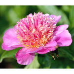 Paeonia Bowl of Cream | White Flower Farm