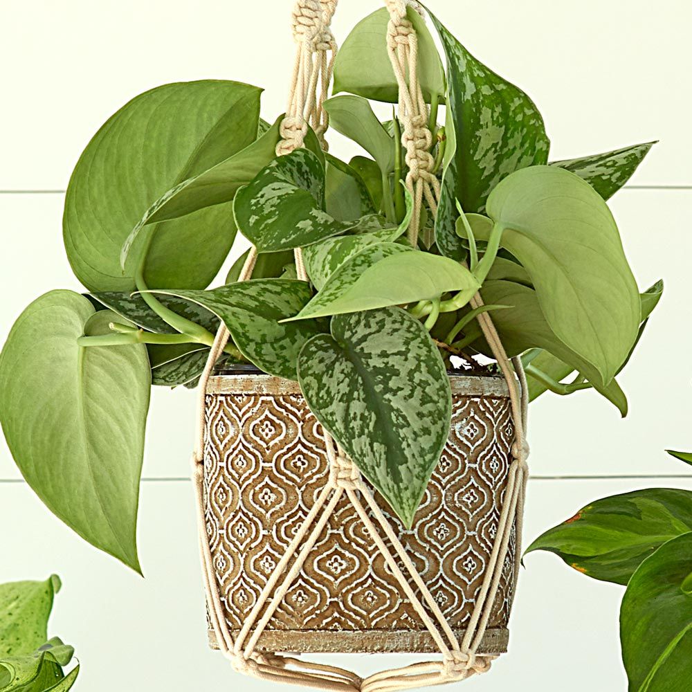 Scindapsus Silver Satin | White Flower Farm