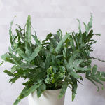Blue Star Fern | White Flower Farm