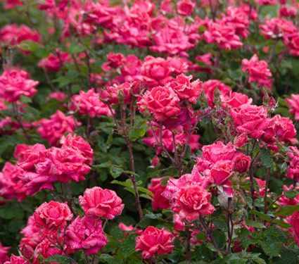 Landscape Roses | White Flower Farm