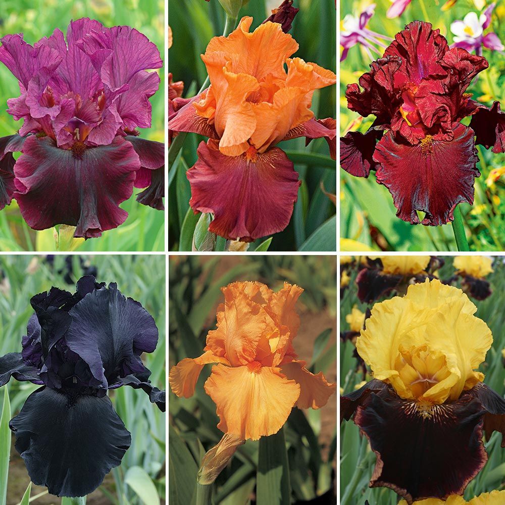 Tall Bearded Iris | White Flower Farm
