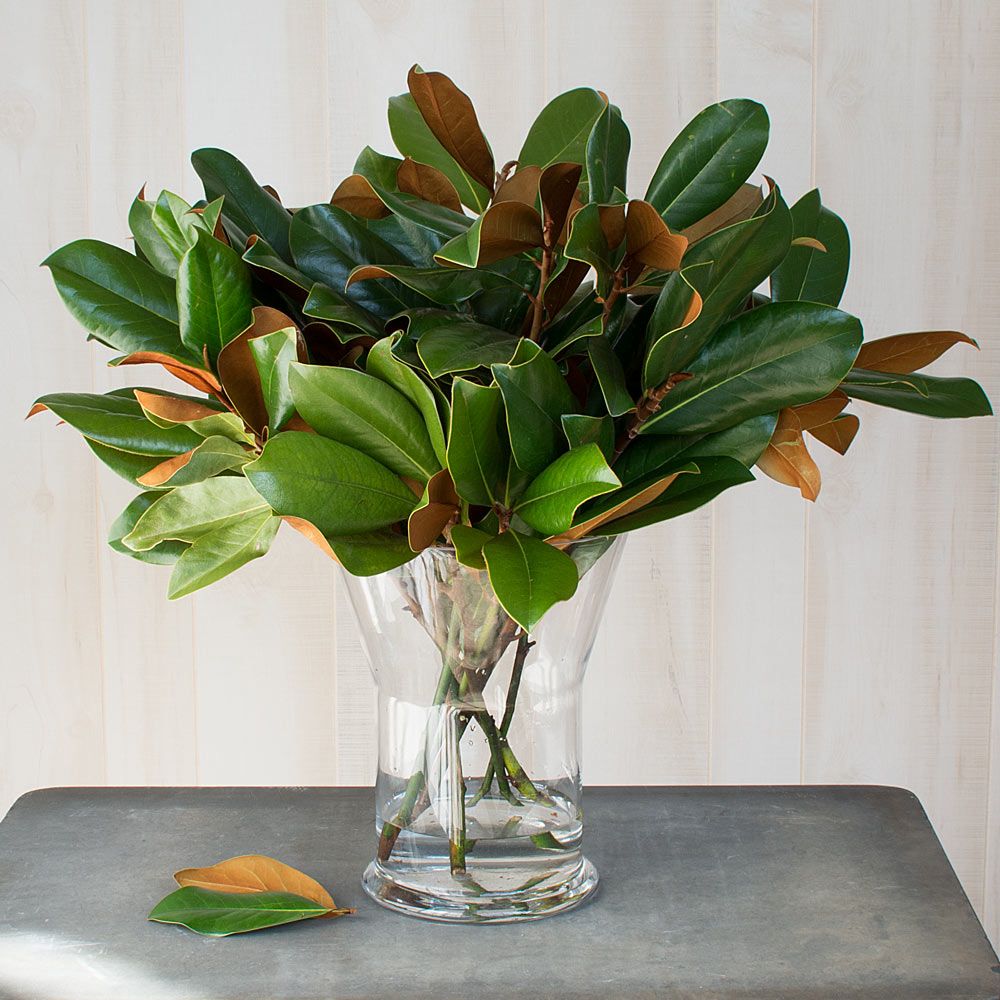 Magnolia Stems (set of 10 stems) | White Flower Farm