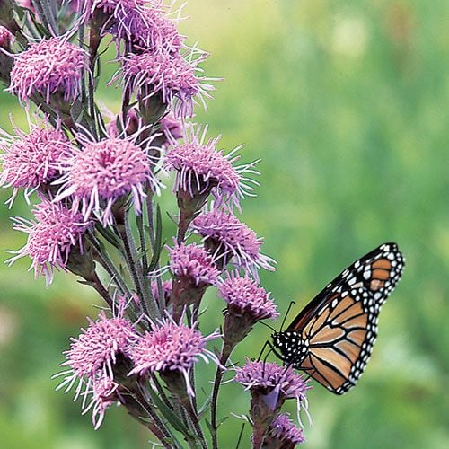 Monarch Butterfly Perennial Garden | White Flower Farm