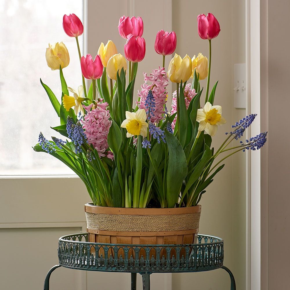 Burst of Spring Bulb Collection | White Flower Farm