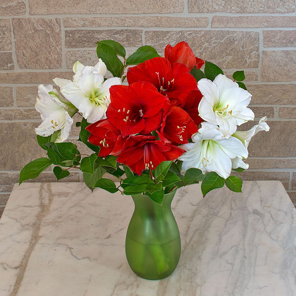Merry & Bright Amaryllis Bouquet | White Flower Farm