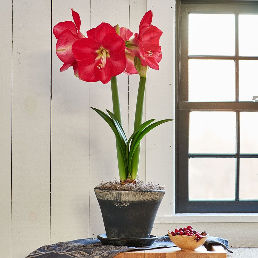Amaryllis Pink Piper | White Flower Farm
