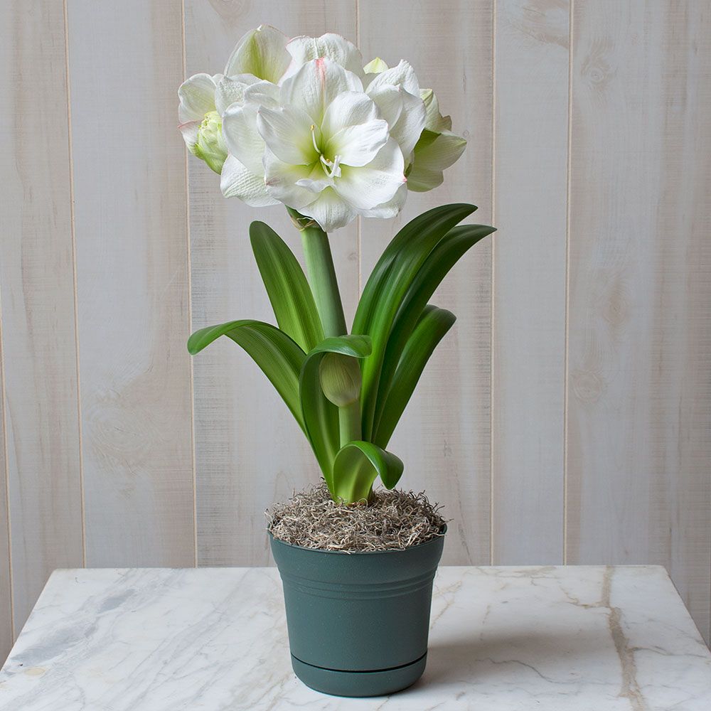 Amaryllis White Amadeus | White Flower Farm