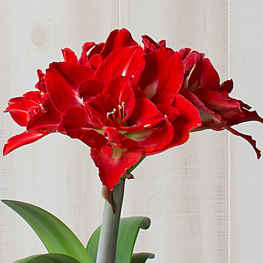 Amaryllis Happy Nymph | White Flower Farm