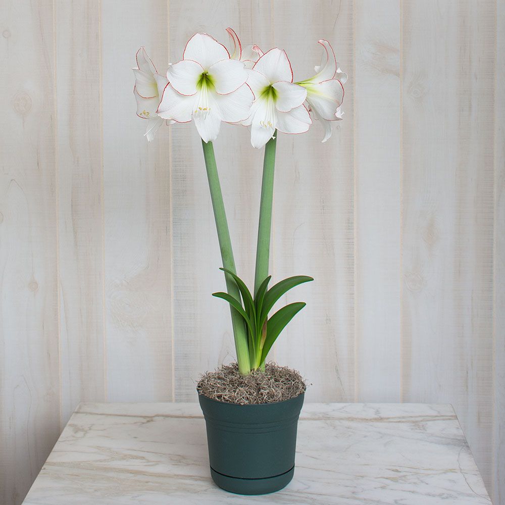 Amaryllis Picotee | White Flower Farm