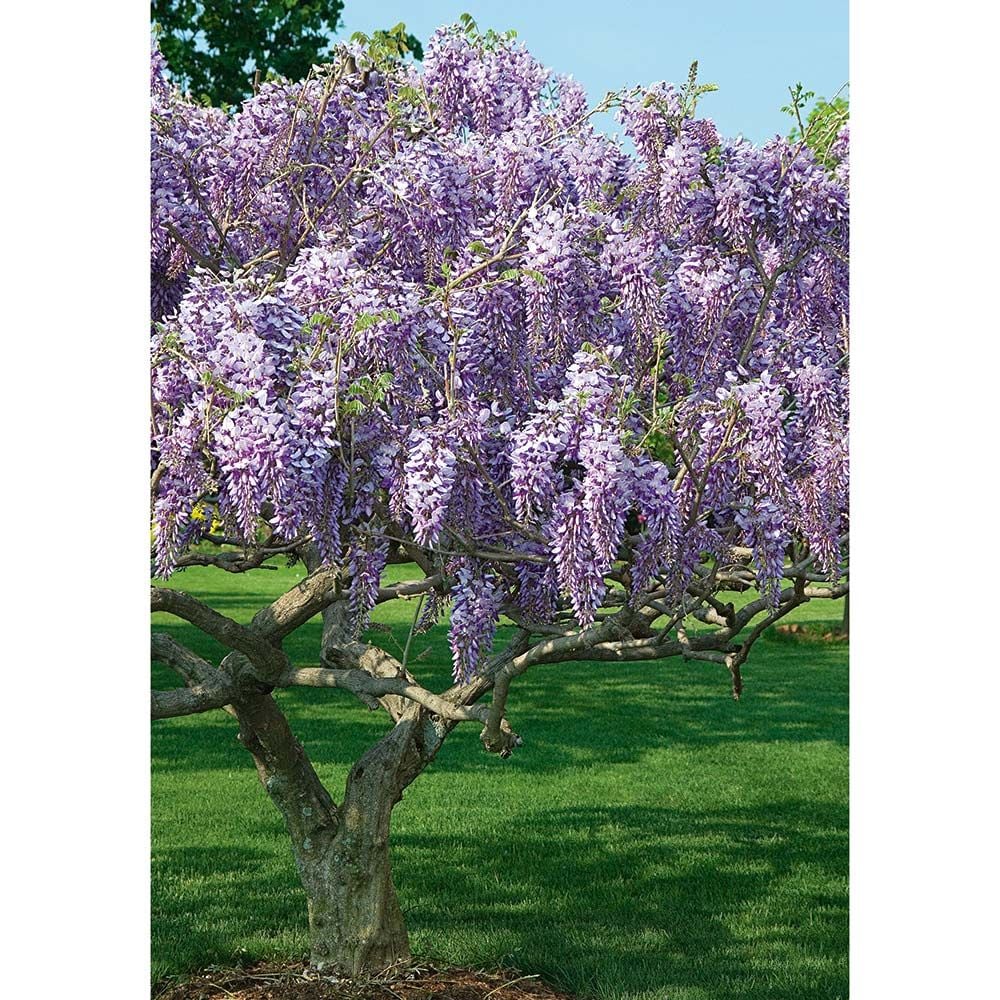 Wisteria 'Caroline' Tree Form | White Flower Farm