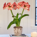 New Amaryllis Varieties | White Flower Farm
