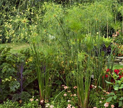 Cyperus papyrus King Tut® | White Flower Farm