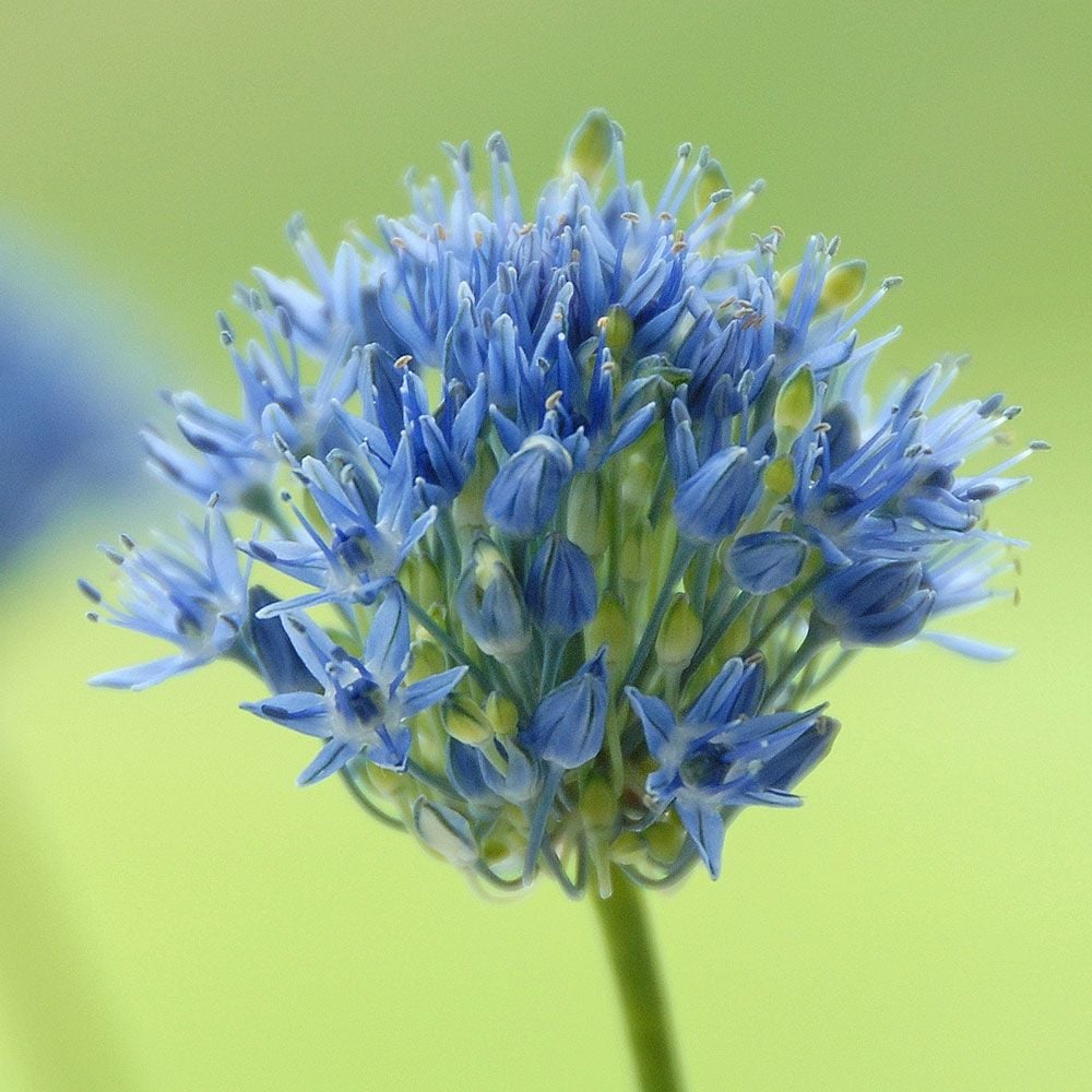 blue allium